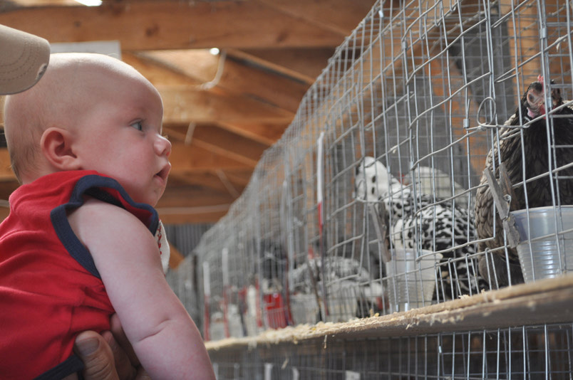 Kinmount Fair » Minden Times