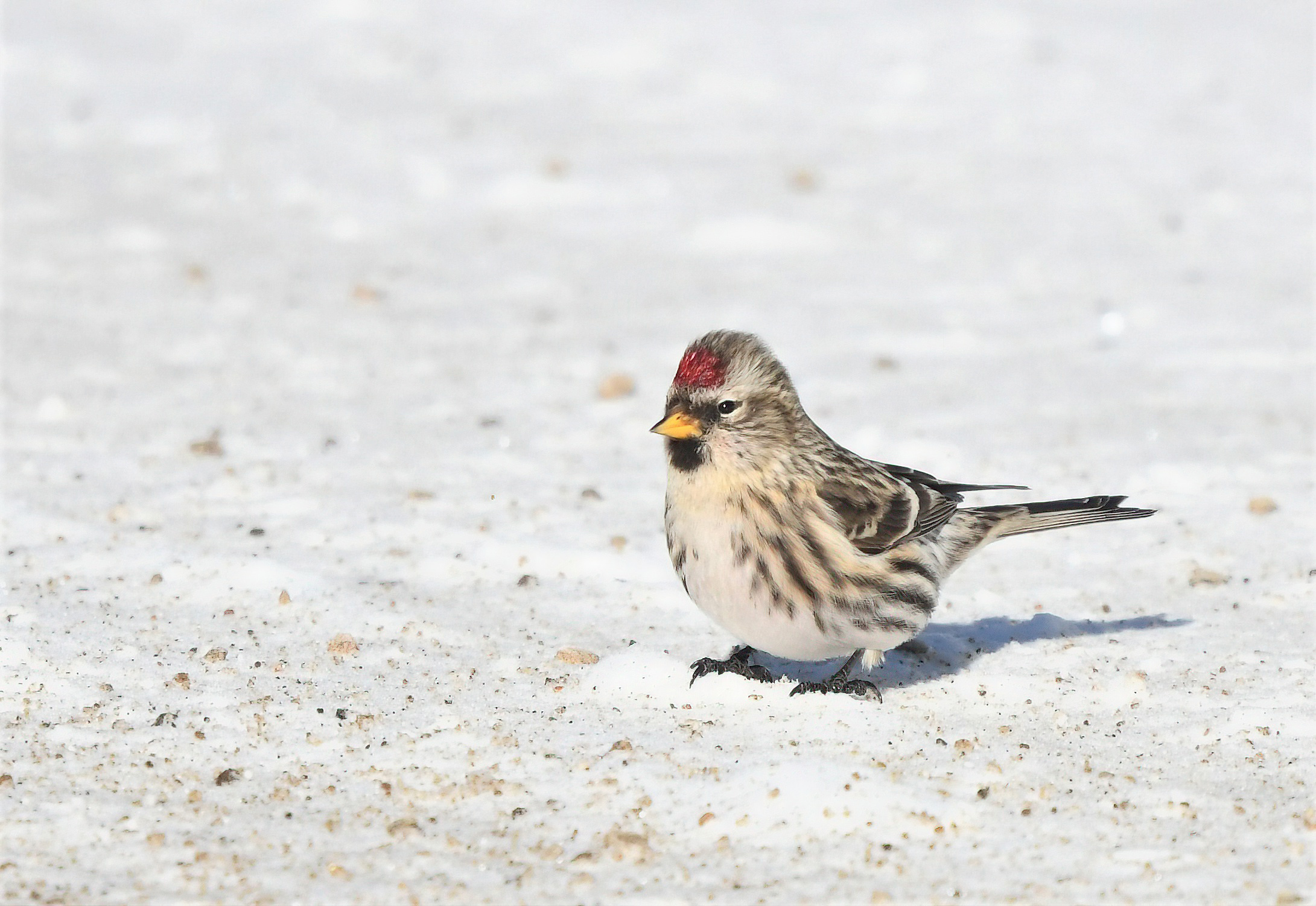 Enjoying Haliburton County’s winter finches » Minden Times