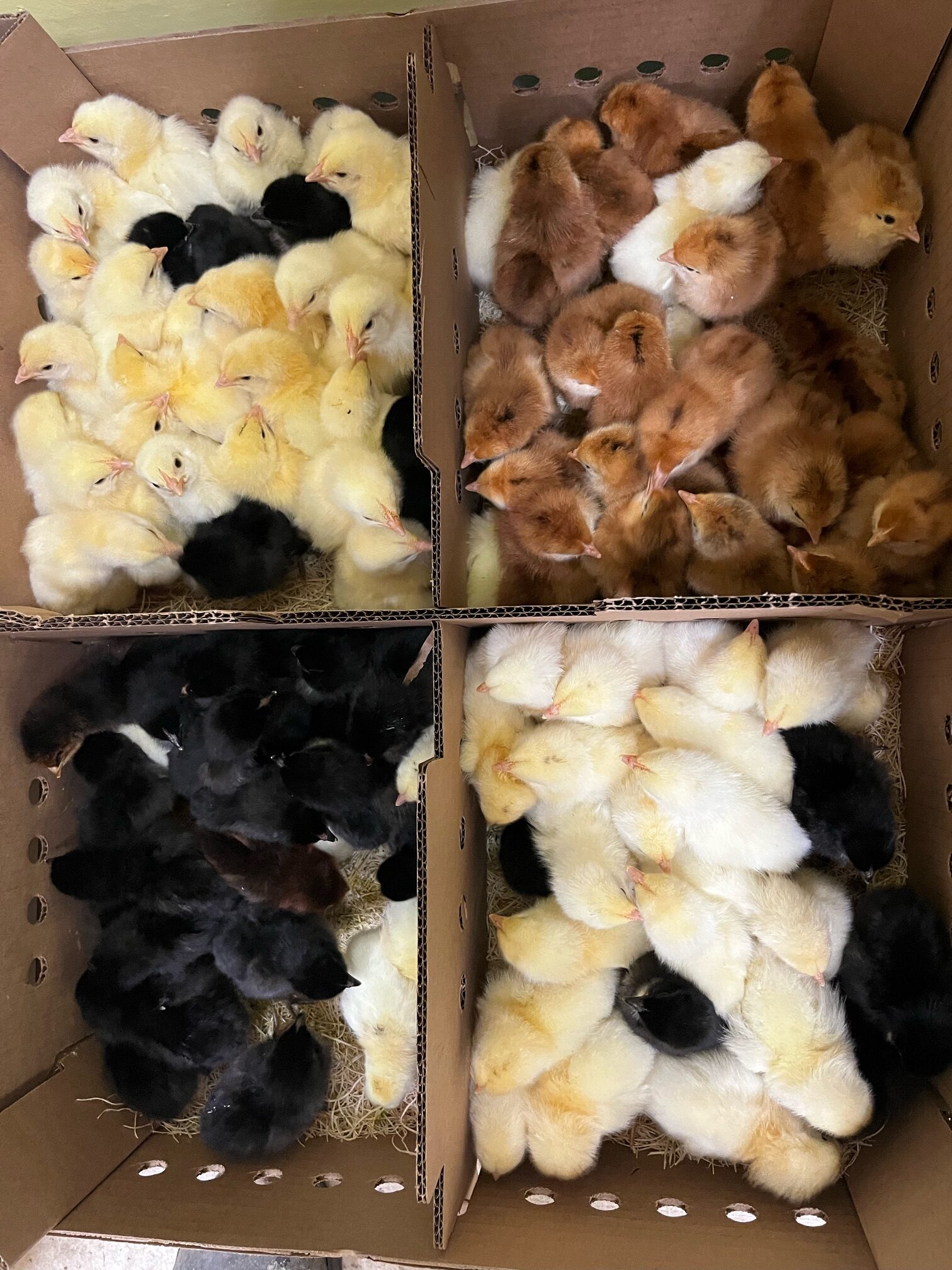 Minden Mercantile's chicken day goes egg-cellently » Minden Times